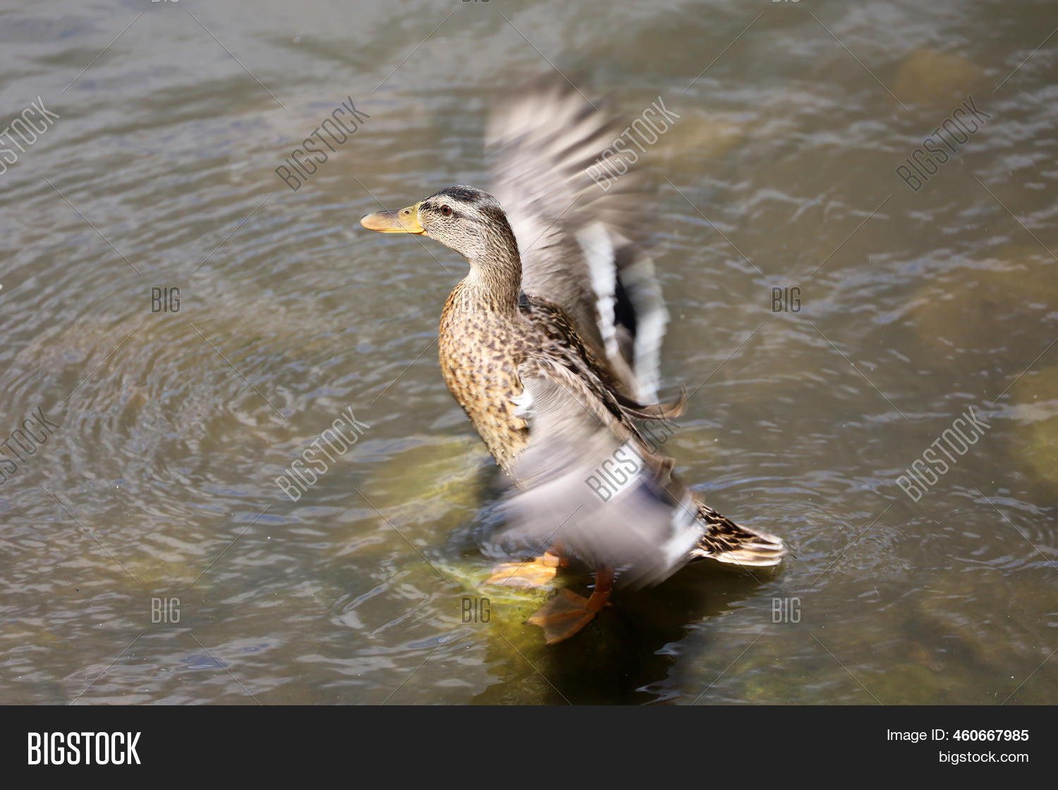 Mallard Duck Flapping Image & Photo (Free Trial) | Bigstock