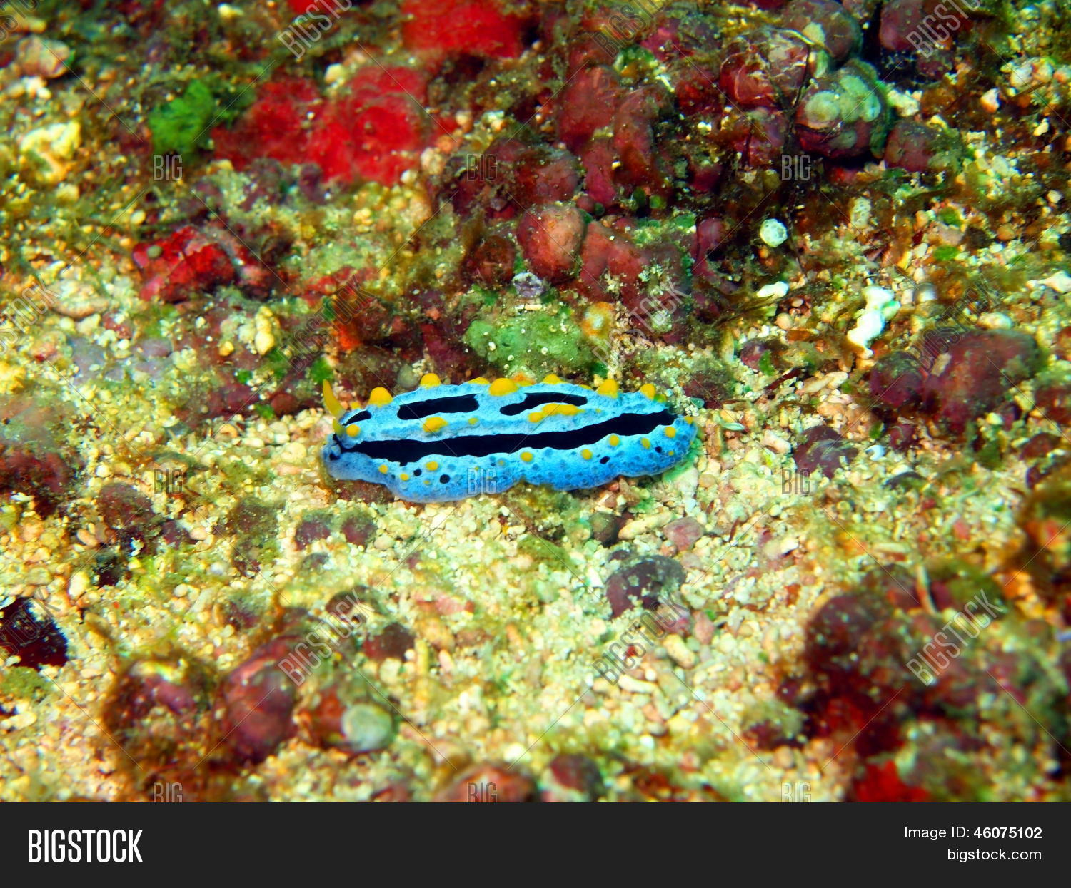 Sea Slugs Philippine Image & Photo (Free Trial) | Bigstock