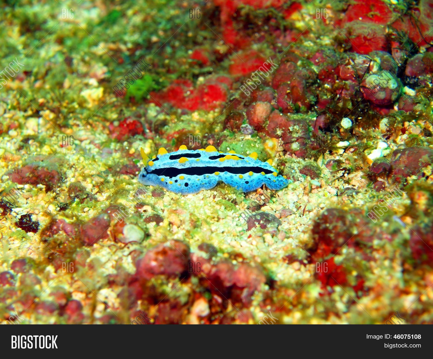 Sea Slugs Philippine Image & Photo (Free Trial) | Bigstock