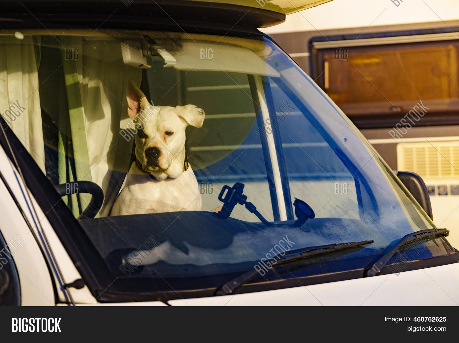 Dog Rv Camper Car Image & Photo (Free Trial) | Bigstock