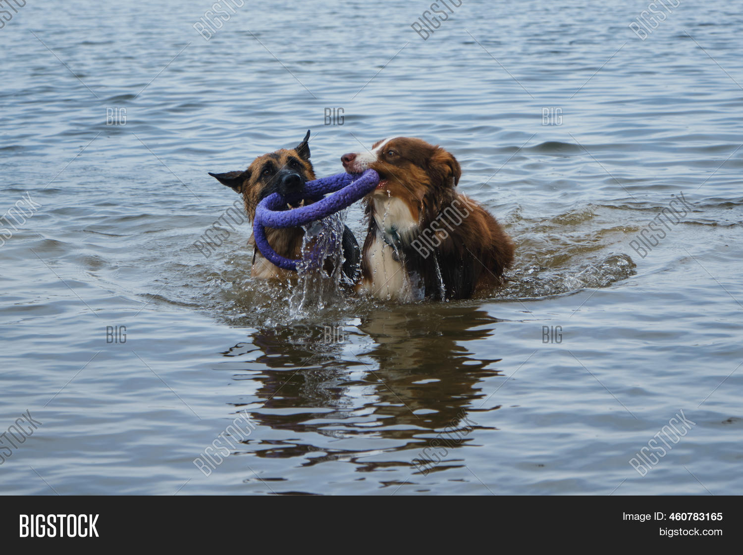 Two Dogs Having Fun Image & Photo (Free Trial) | Bigstock