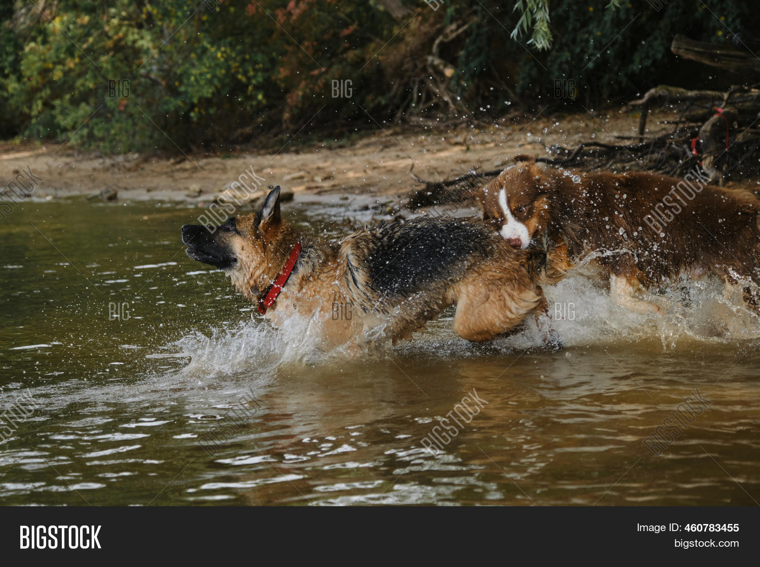Two Dogs Having Fun Image & Photo (Free Trial) | Bigstock