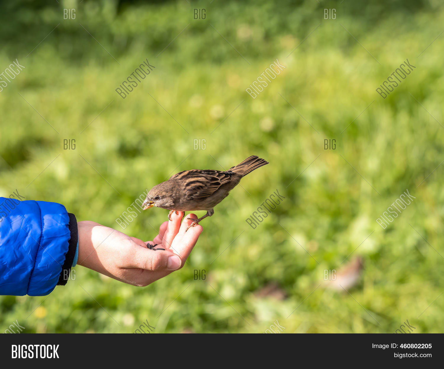 Boy Feeds Birds Seeds Image & Photo (Free Trial) | Bigstock