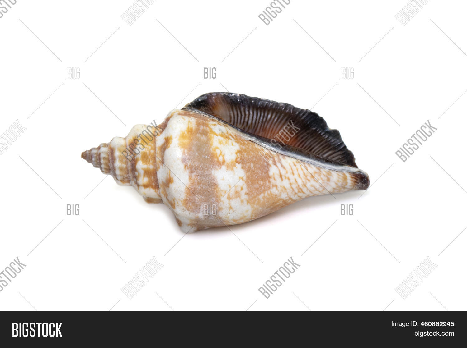 Image Canarium Urceus Image & Photo (Free Trial) | Bigstock