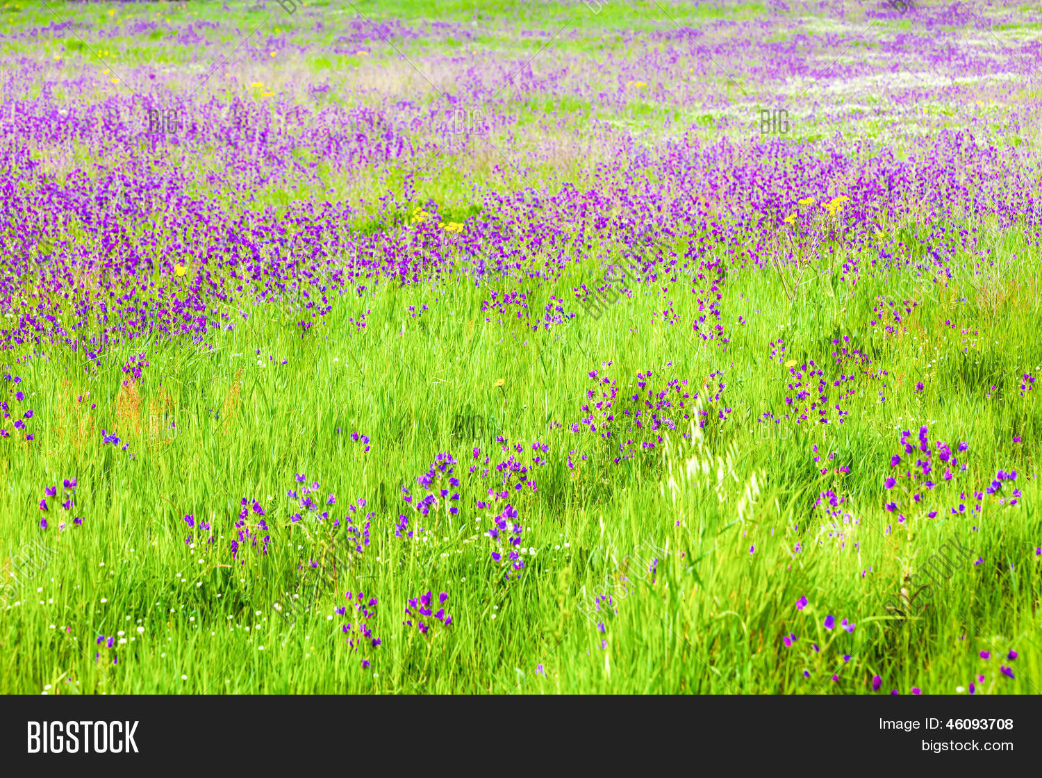 Field Wild Purple Image & Photo (Free Trial) | Bigstock
