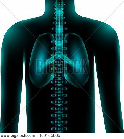 Transparent Human Body Image & Photo (Free Trial) | Bigstock