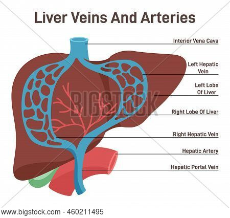 Liver Veins Arteries Vector & Photo (Free Trial) | Bigstock