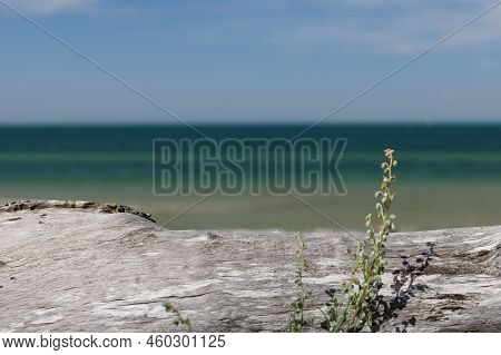 Wooden Bough, Branch Image & Photo (Free Trial) | Bigstock