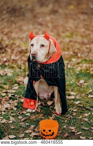 Labrador Dog Dressed Image & Photo (Free Trial) | Bigstock