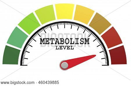 Metabolism Level Image & Photo (Free Trial) | Bigstock