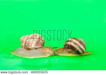 Two Helix Pomatia Image & Photo (Free Trial) | Bigstock
