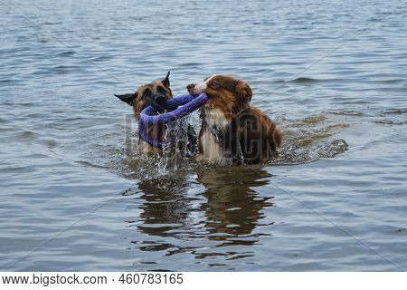 Two Dogs Having Fun Image & Photo (Free Trial) | Bigstock