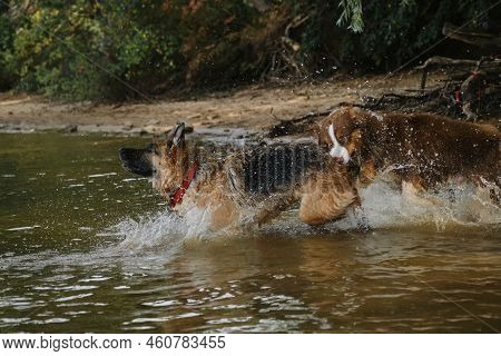 Two Dogs Having Fun Image & Photo (Free Trial) | Bigstock
