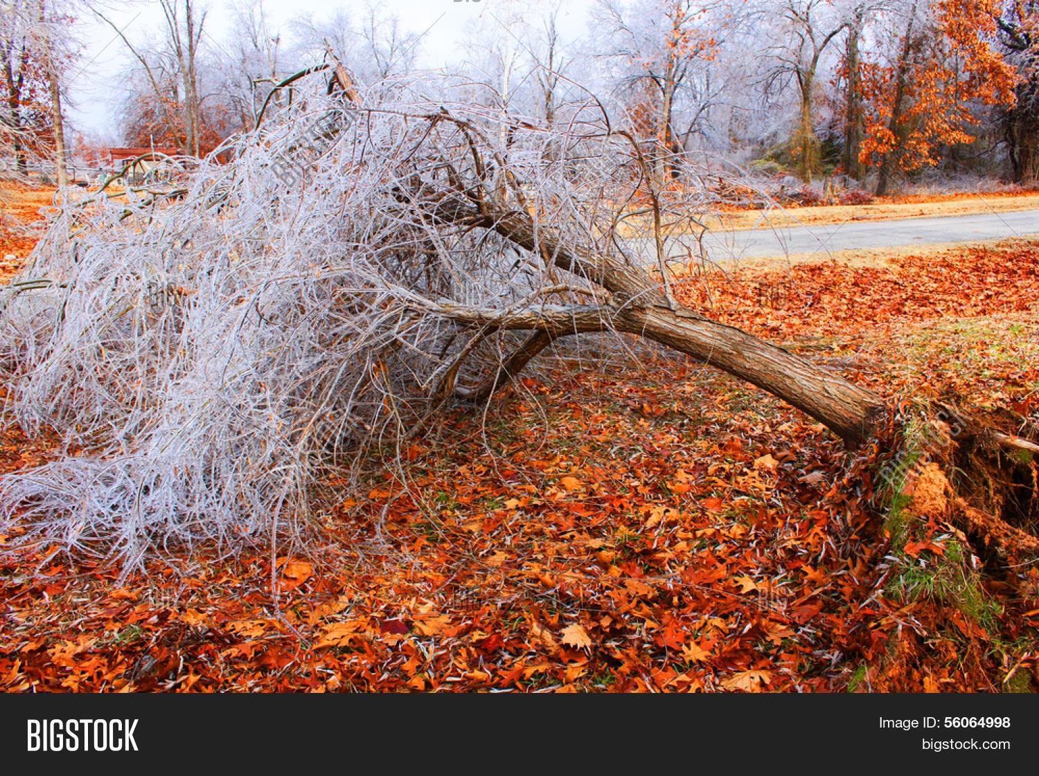 Large Uprooted Tree Image & Photo (Free Trial) | Bigstock