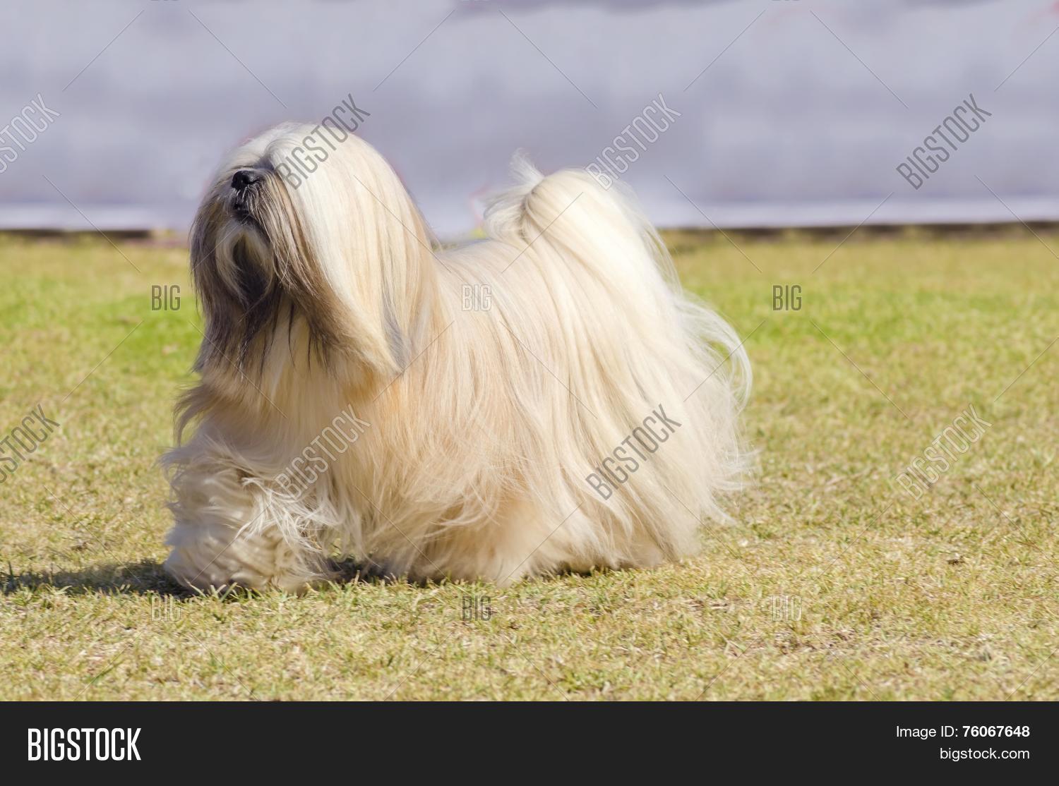 Lhasa Apso Image & Photo (Free Trial) | Bigstock