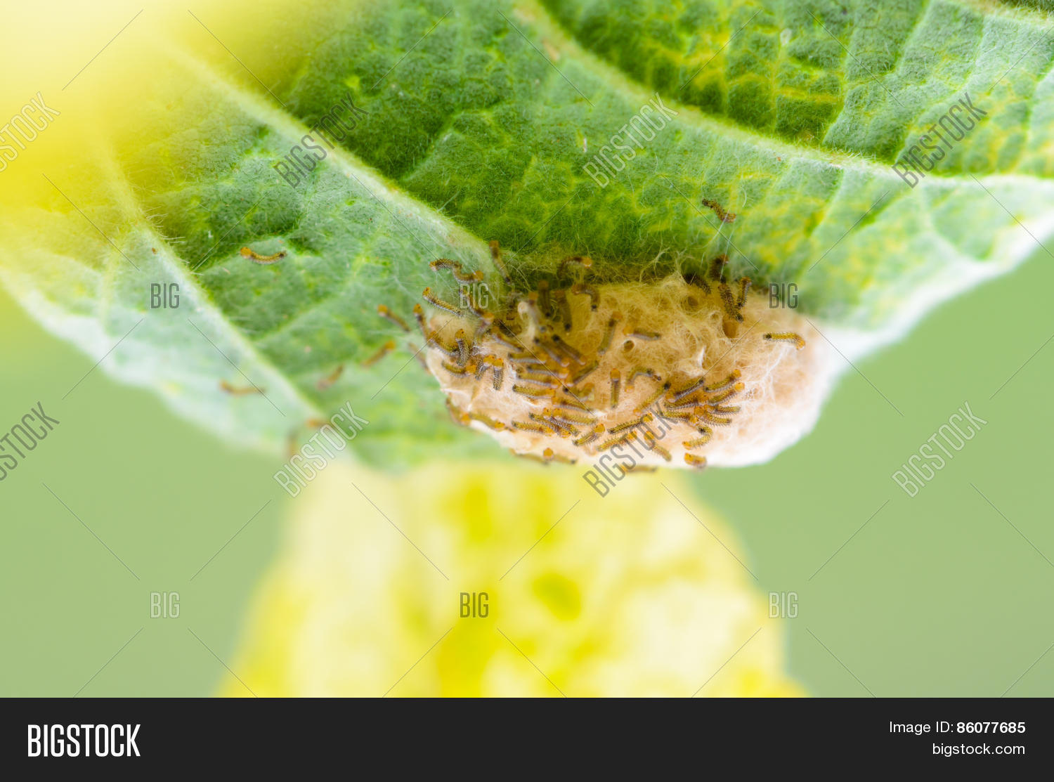 Caterpillars Nest Image & Photo (Free Trial) | Bigstock