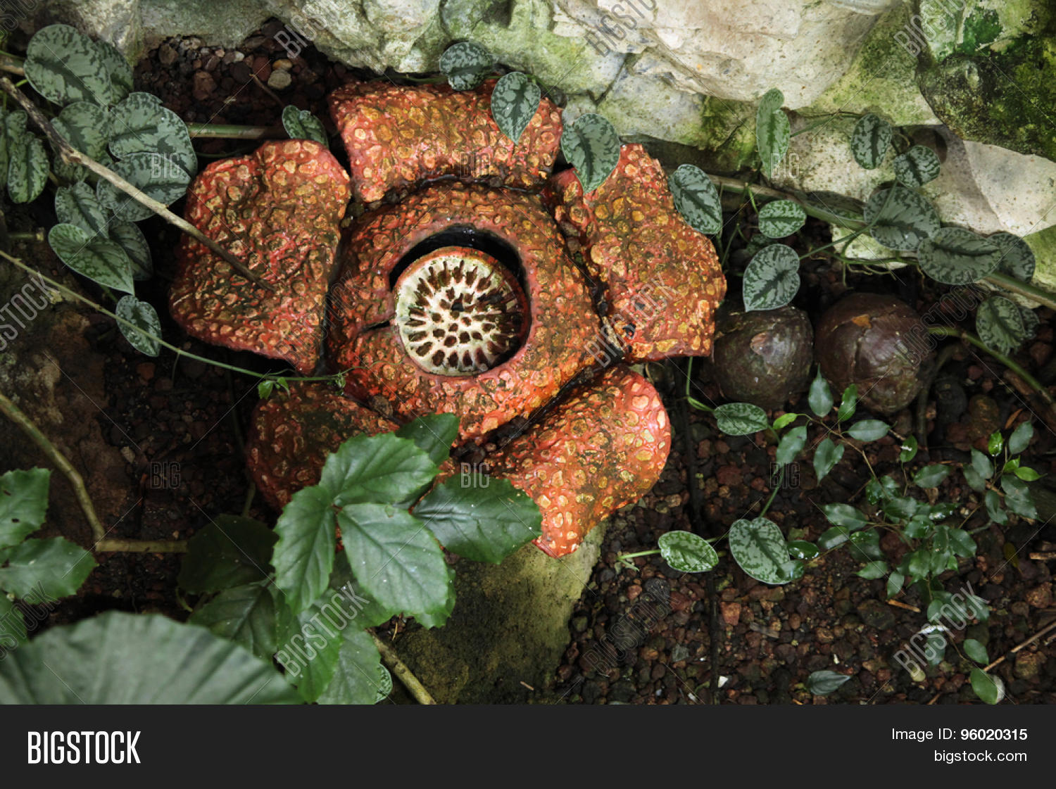 Rafflesia. Biggest Image & Photo (Free Trial) | Bigstock