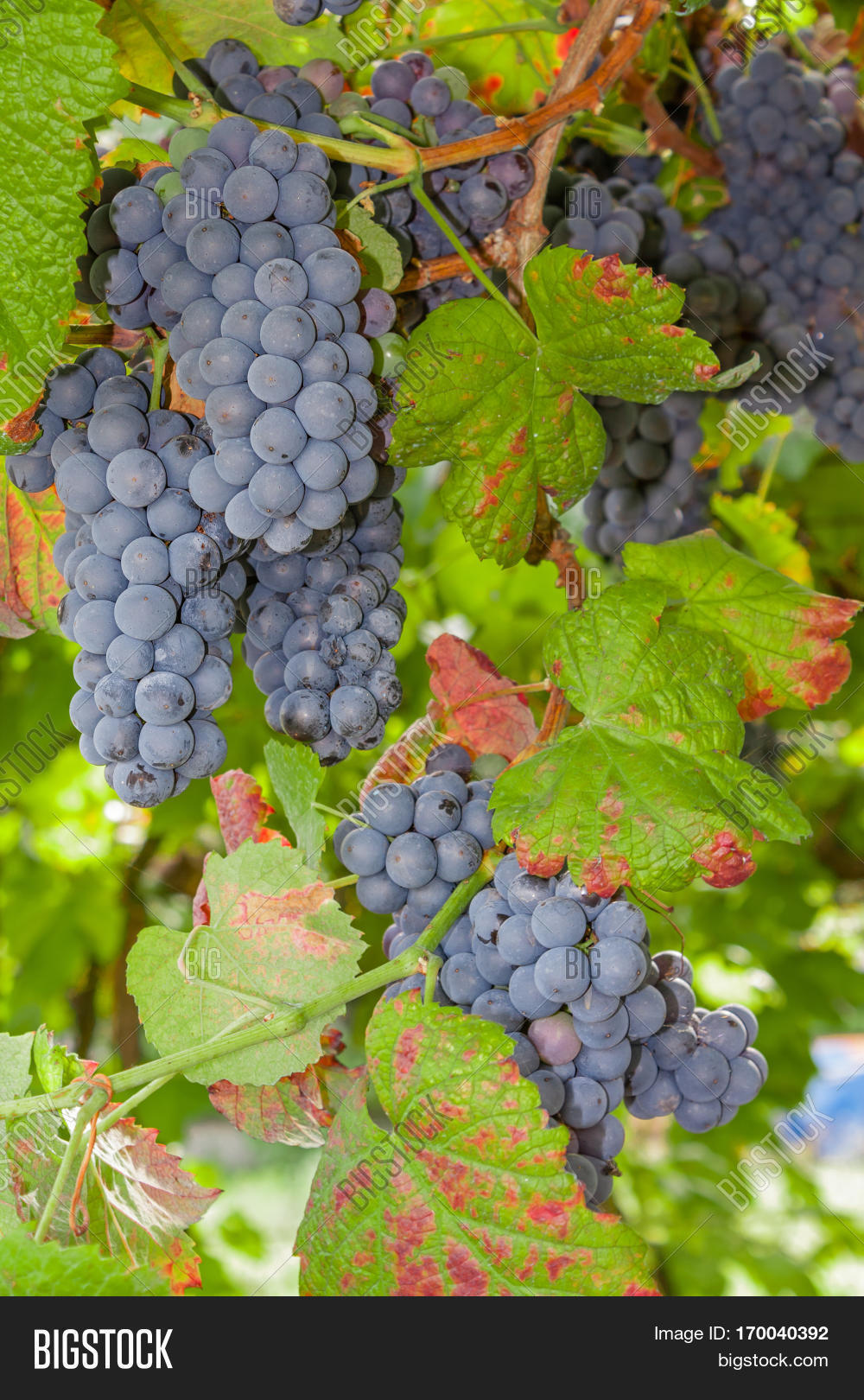Ripe Red Black Grapes Image & Photo (Free Trial) | Bigstock