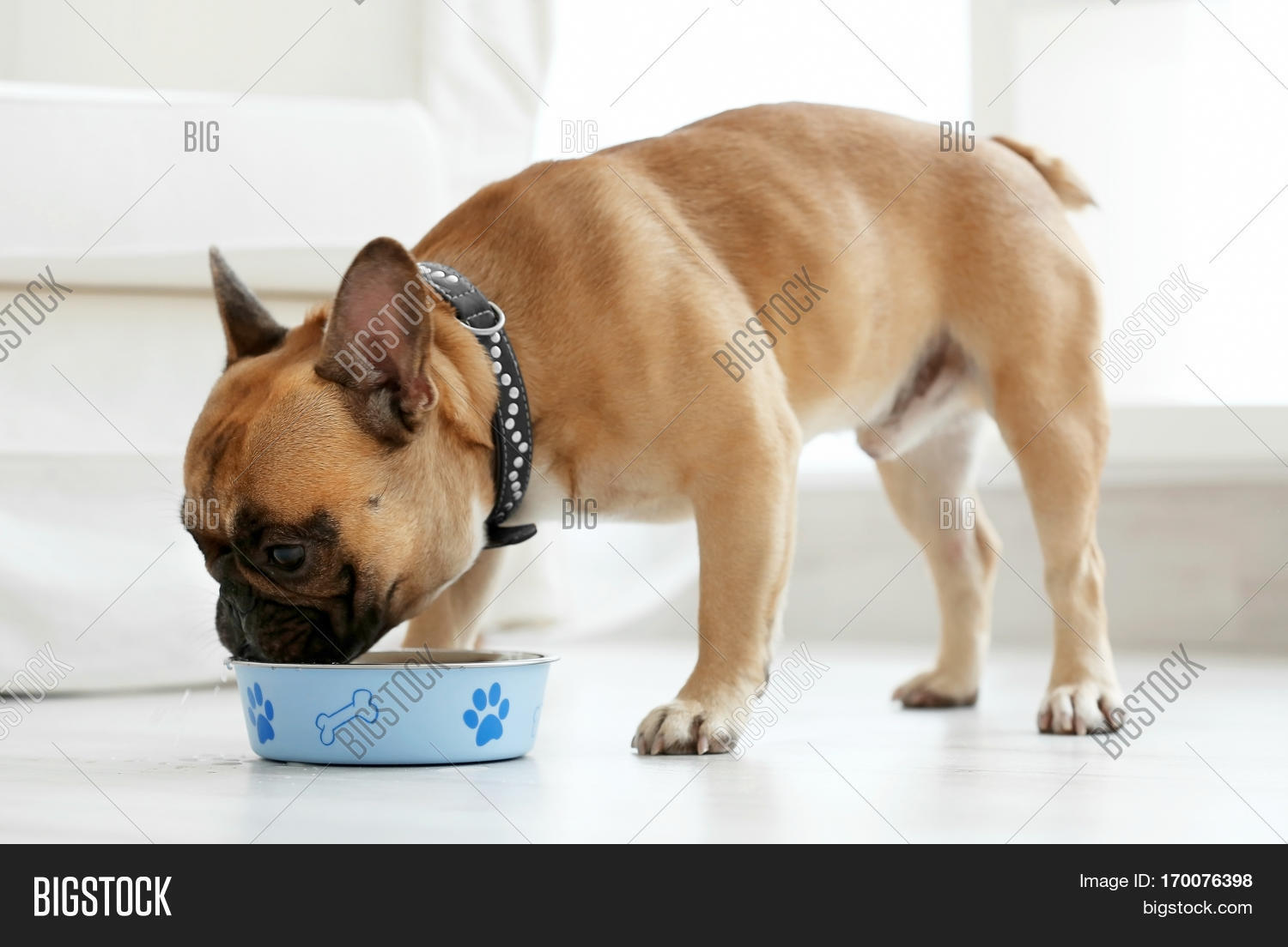 Cute Dog Eating Food Image & Photo (Free Trial) | Bigstock
