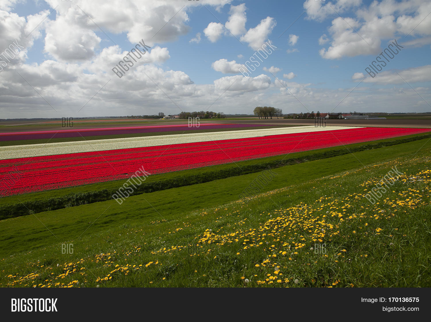 Spring Netherlands Image & Photo (Free Trial) | Bigstock