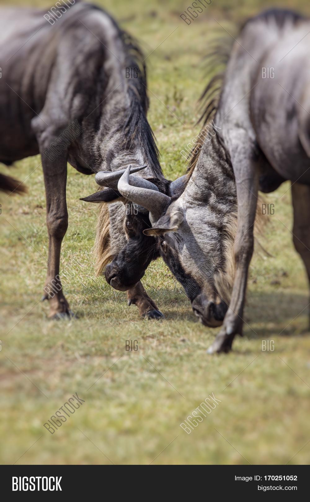 Two Battling Image & Photo (Free Trial) | Bigstock
