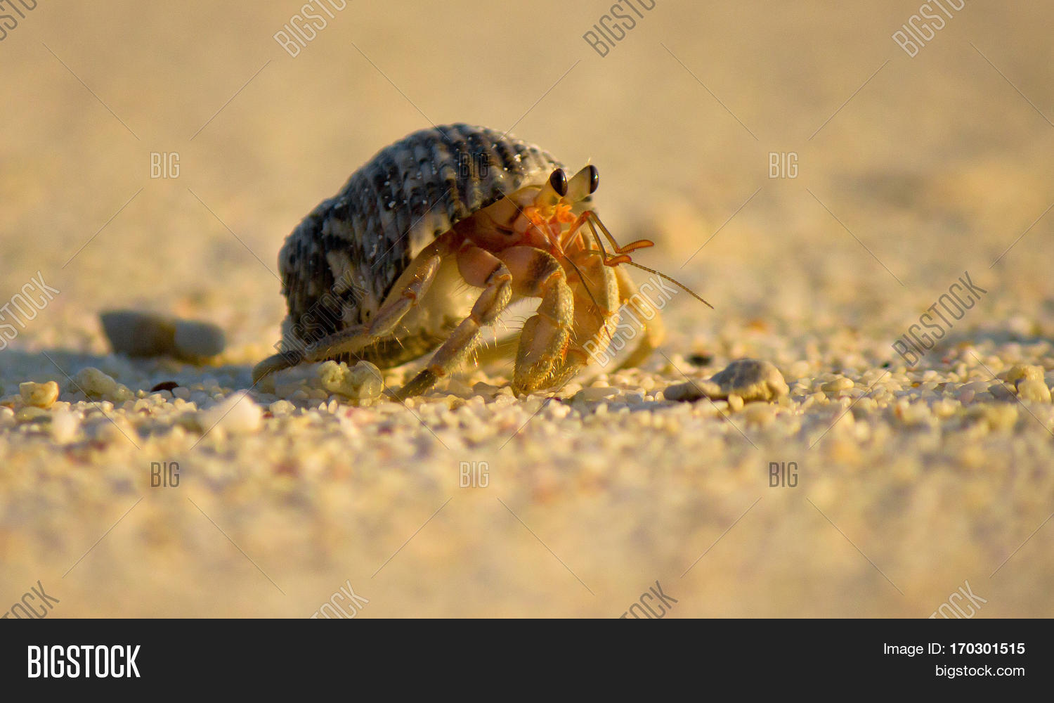 Alive Shell Animal Image & Photo (Free Trial) | Bigstock