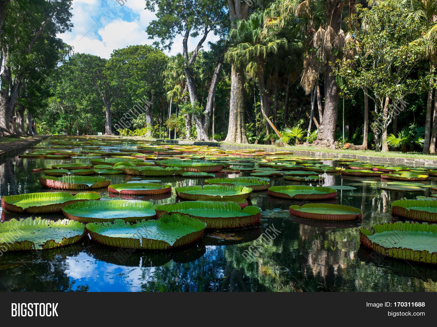 Giant Water Lilly. Image & Photo (Free Trial) | Bigstock