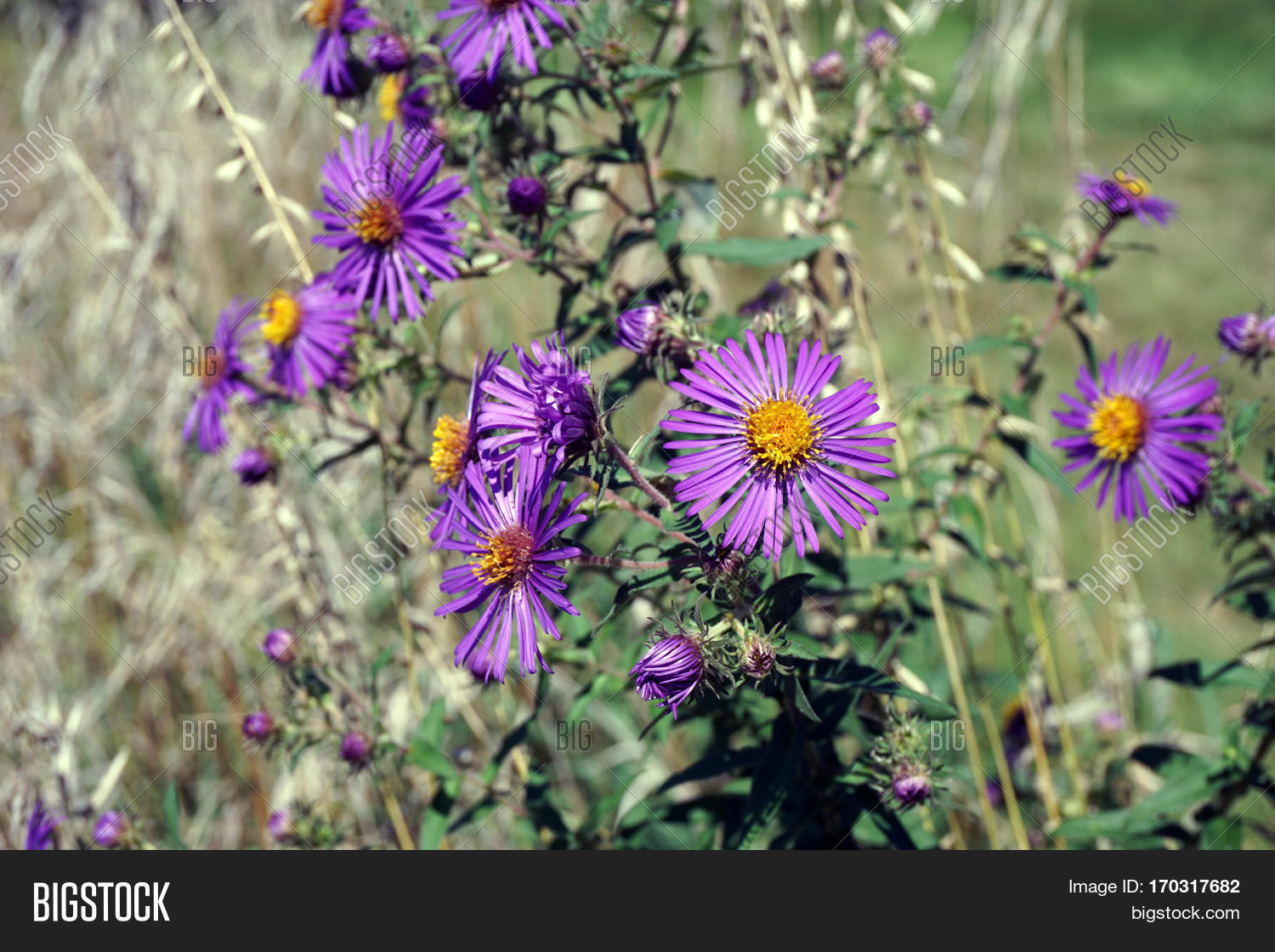 New England Asters ( Image & Photo (Free Trial) | Bigstock