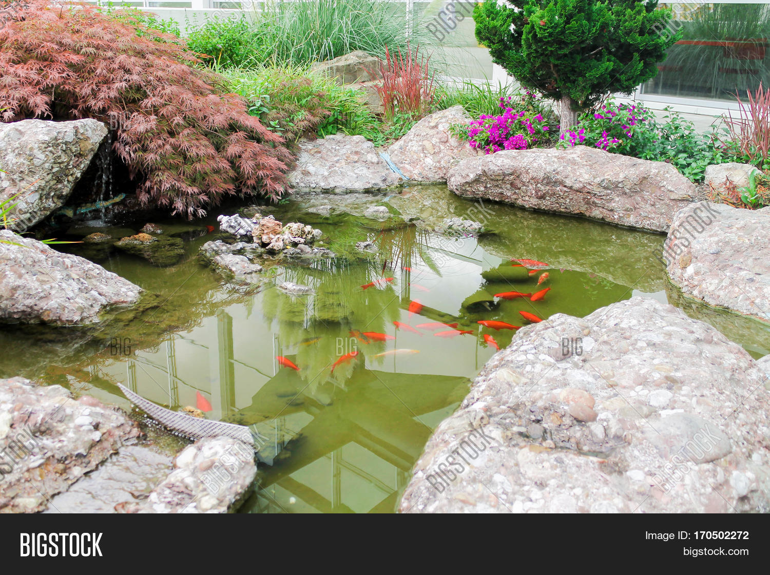Swimming Pool Red Fish Image & Photo (Free Trial) | Bigstock