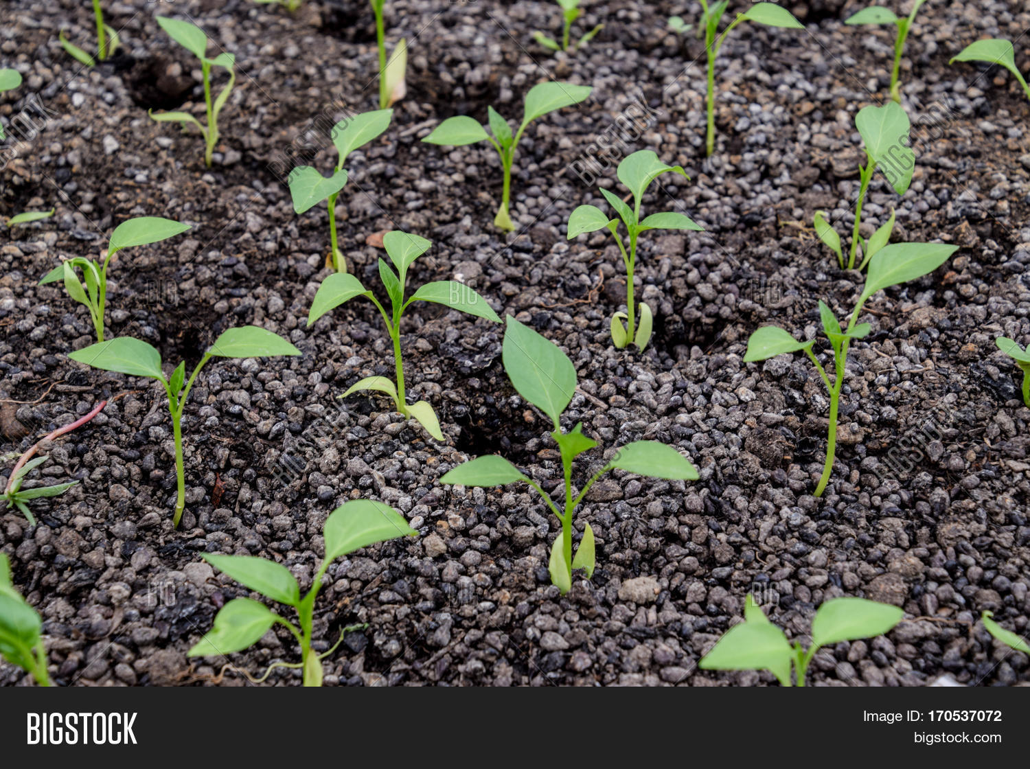 Seedlings Pepper. Image & Photo (Free Trial) | Bigstock