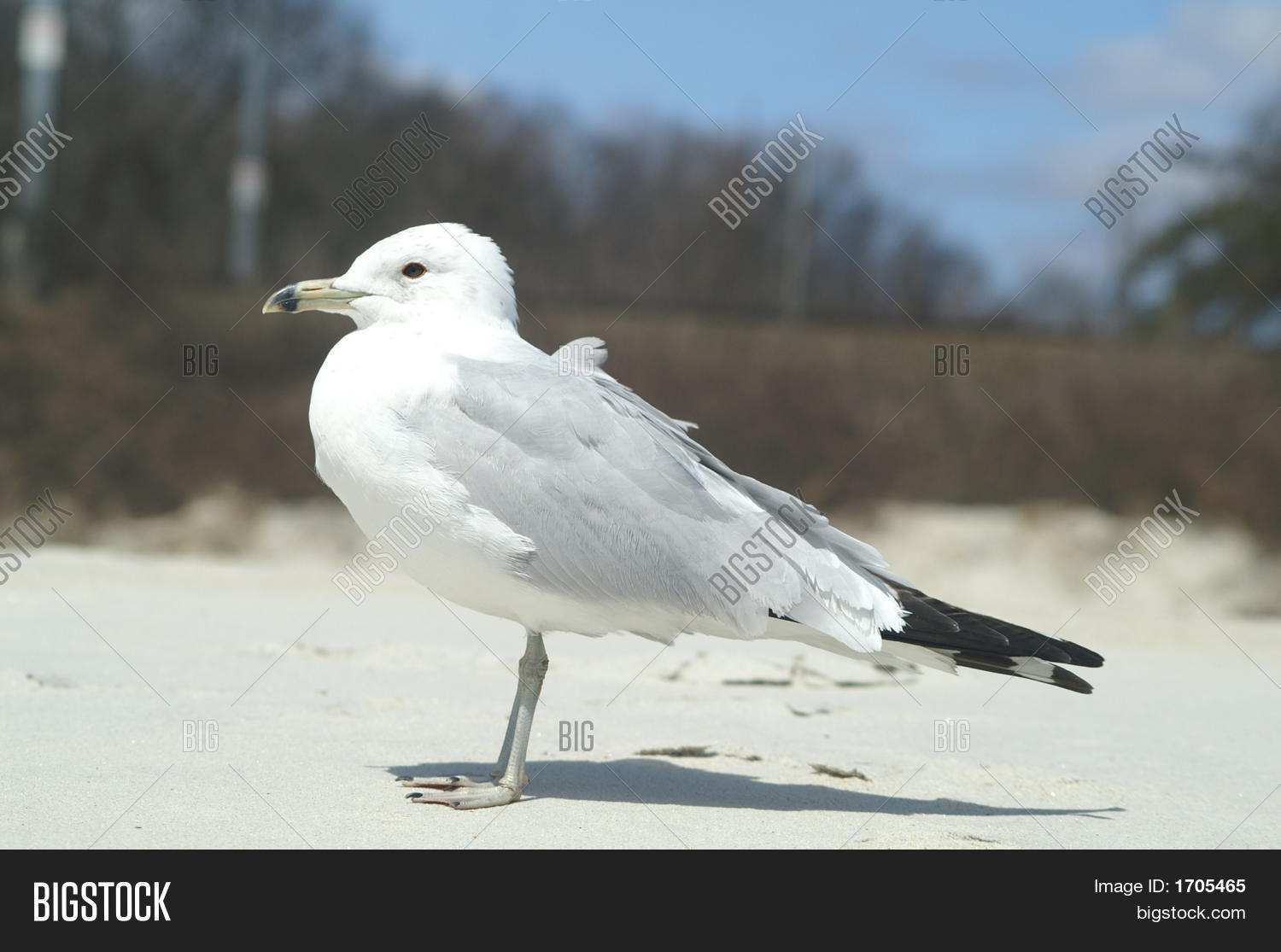 Sea Gull Image & Photo (Free Trial) | Bigstock