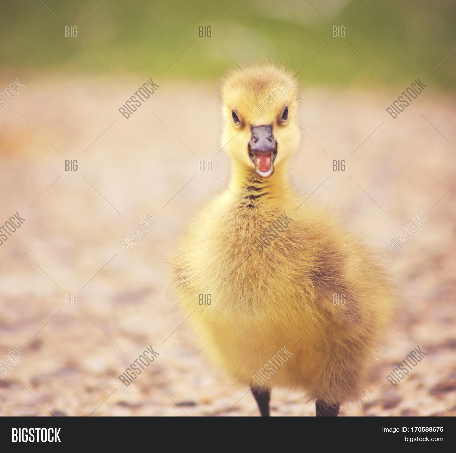 Canadian Goose Gosling Image & Photo (Free Trial) | Bigstock