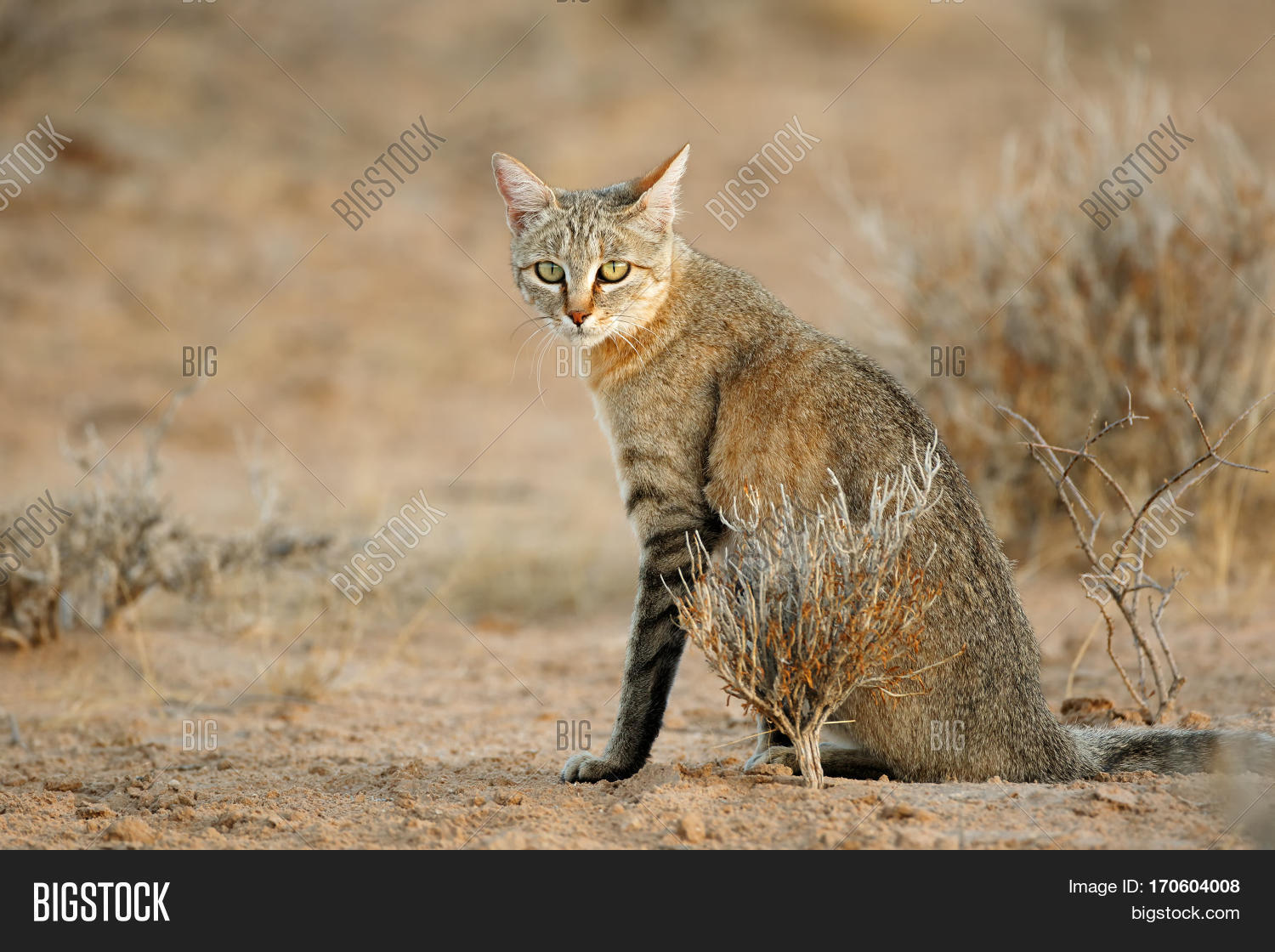 African Wild Cat ( Image & Photo (Free Trial) | Bigstock