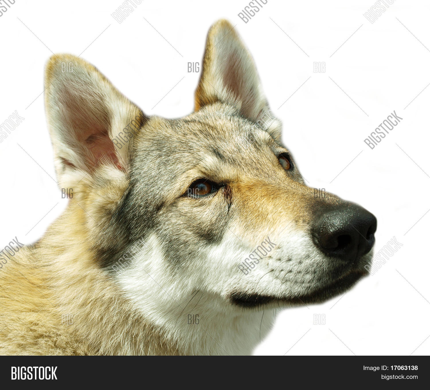 Wolf Head Image & Photo (Free Trial) | Bigstock