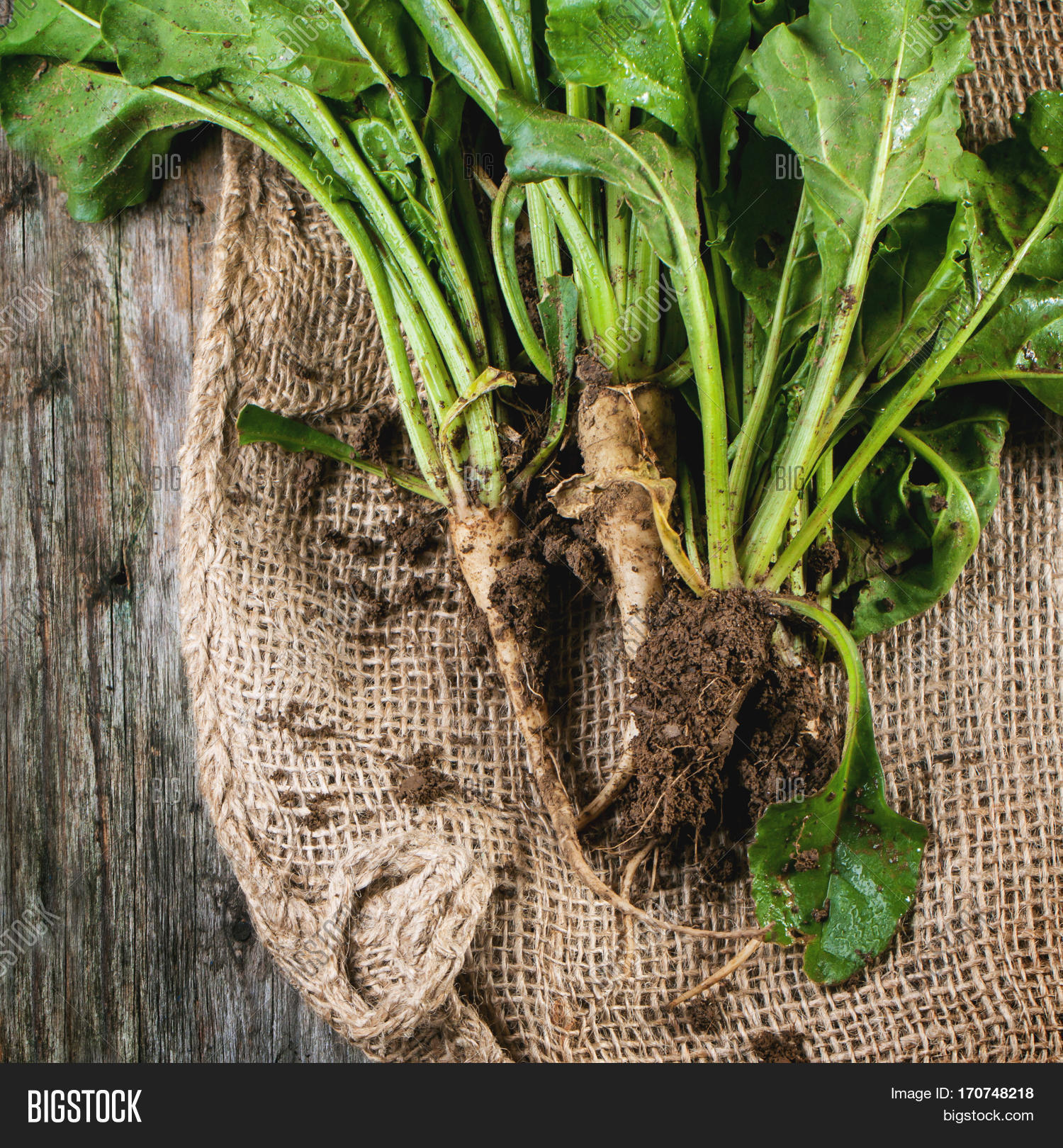 Bunch Young Sugar Beet Image & Photo (Free Trial) | Bigstock