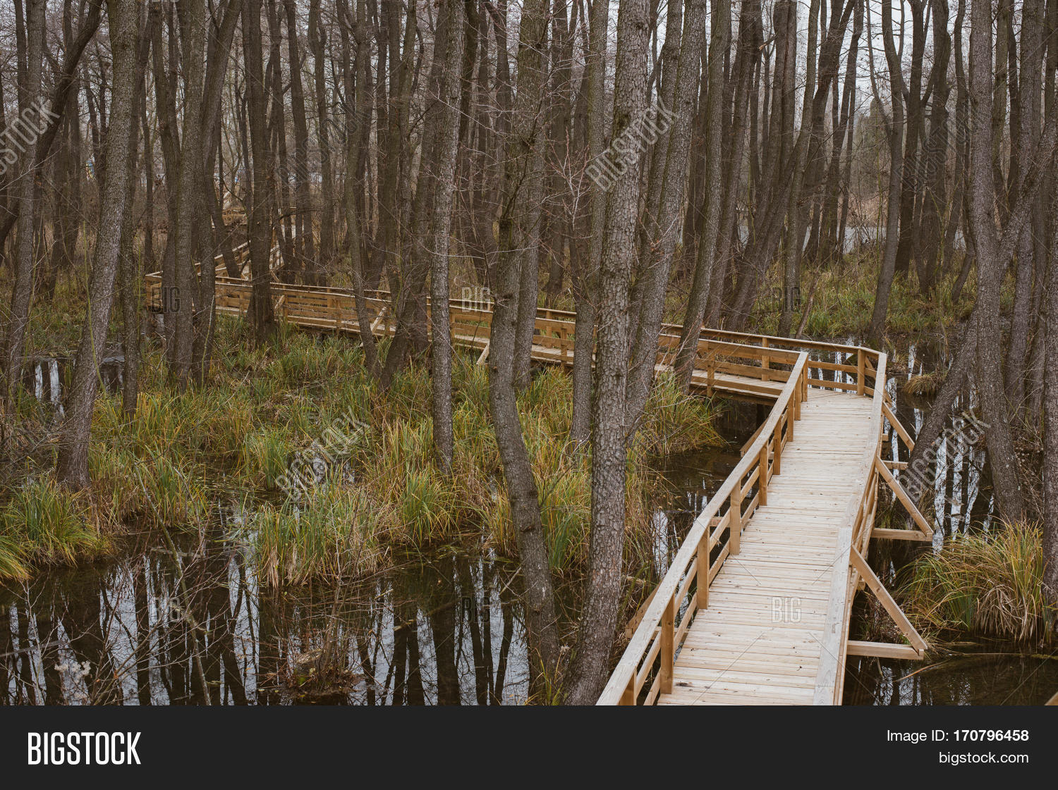 Misty Swamp. Mystic Image & Photo (Free Trial) | Bigstock