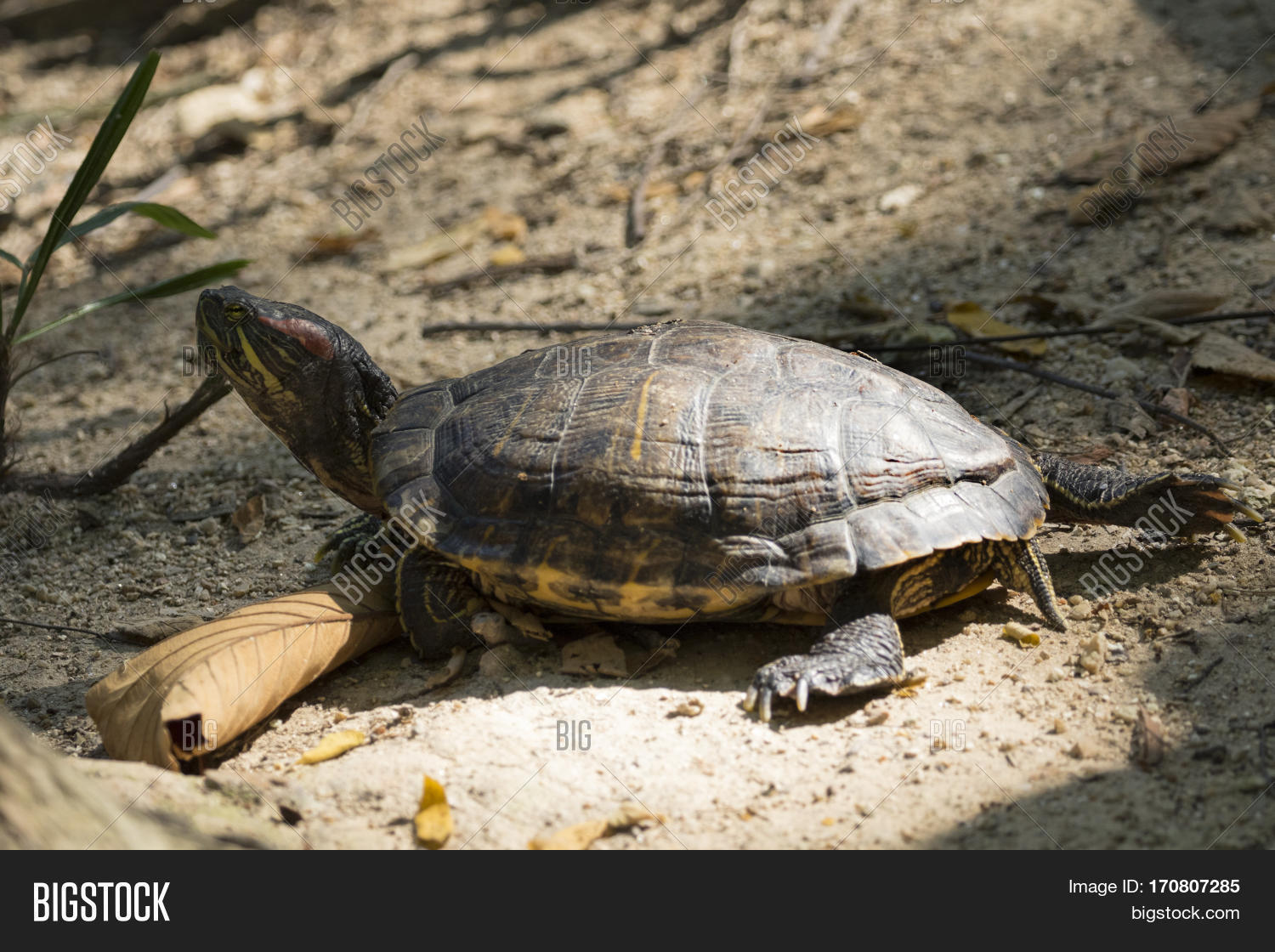 Image Eastern Chicken Image & Photo (Free Trial) | Bigstock