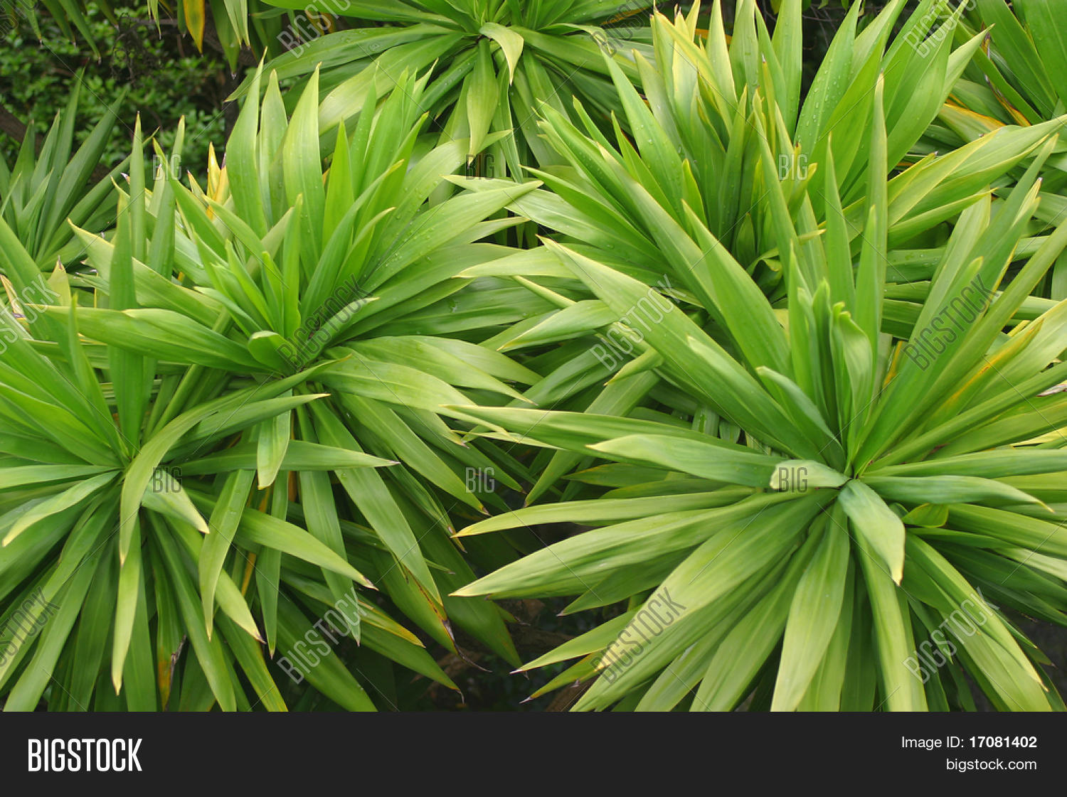 Green Spiky Plants Image & Photo (Free Trial) | Bigstock