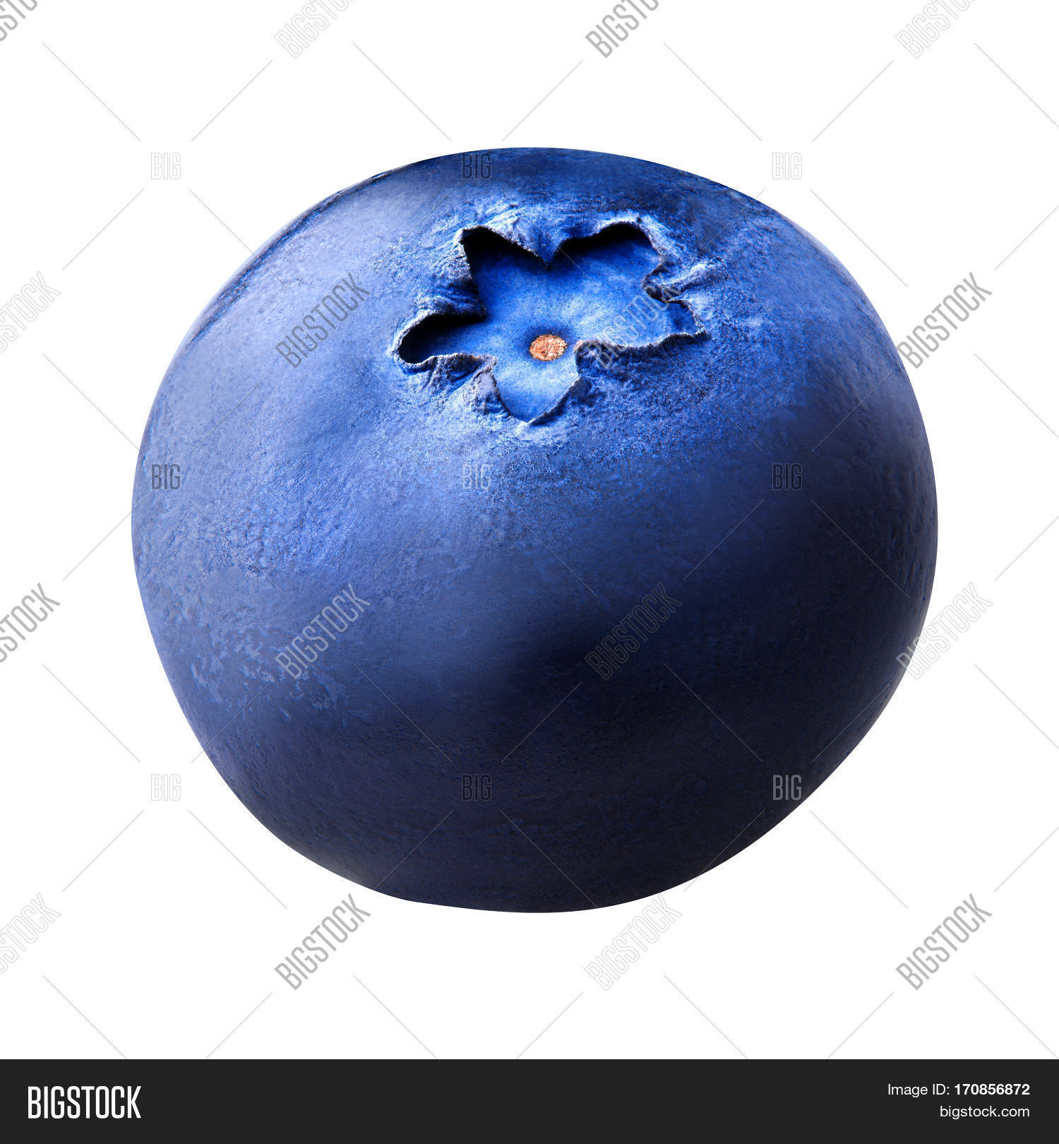 Single Blueberry Berry Image & Photo (Free Trial) | Bigstock