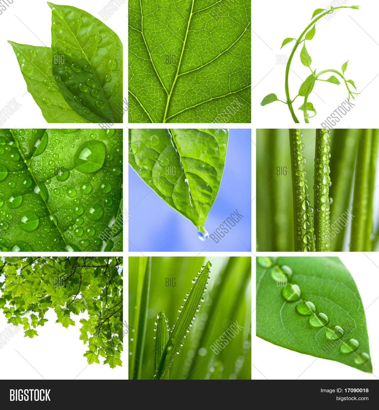 Collage Fresh Green Image & Photo (Free Trial) | Bigstock