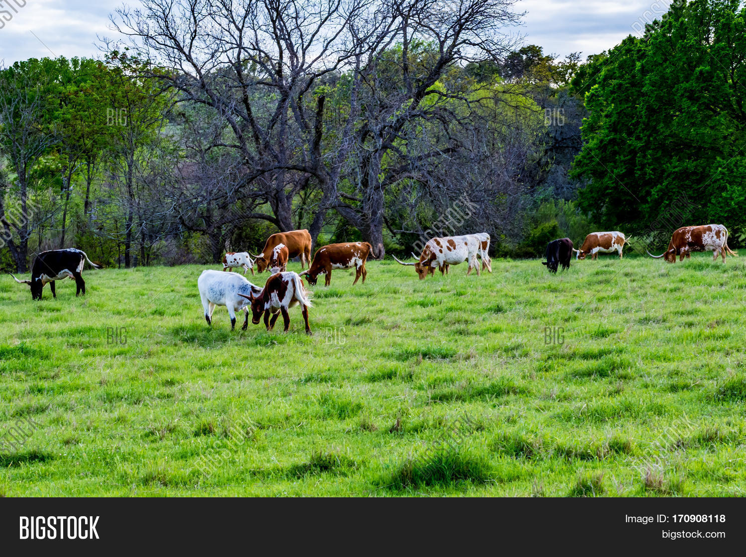 Texas Longhorns Image & Photo (Free Trial) | Bigstock