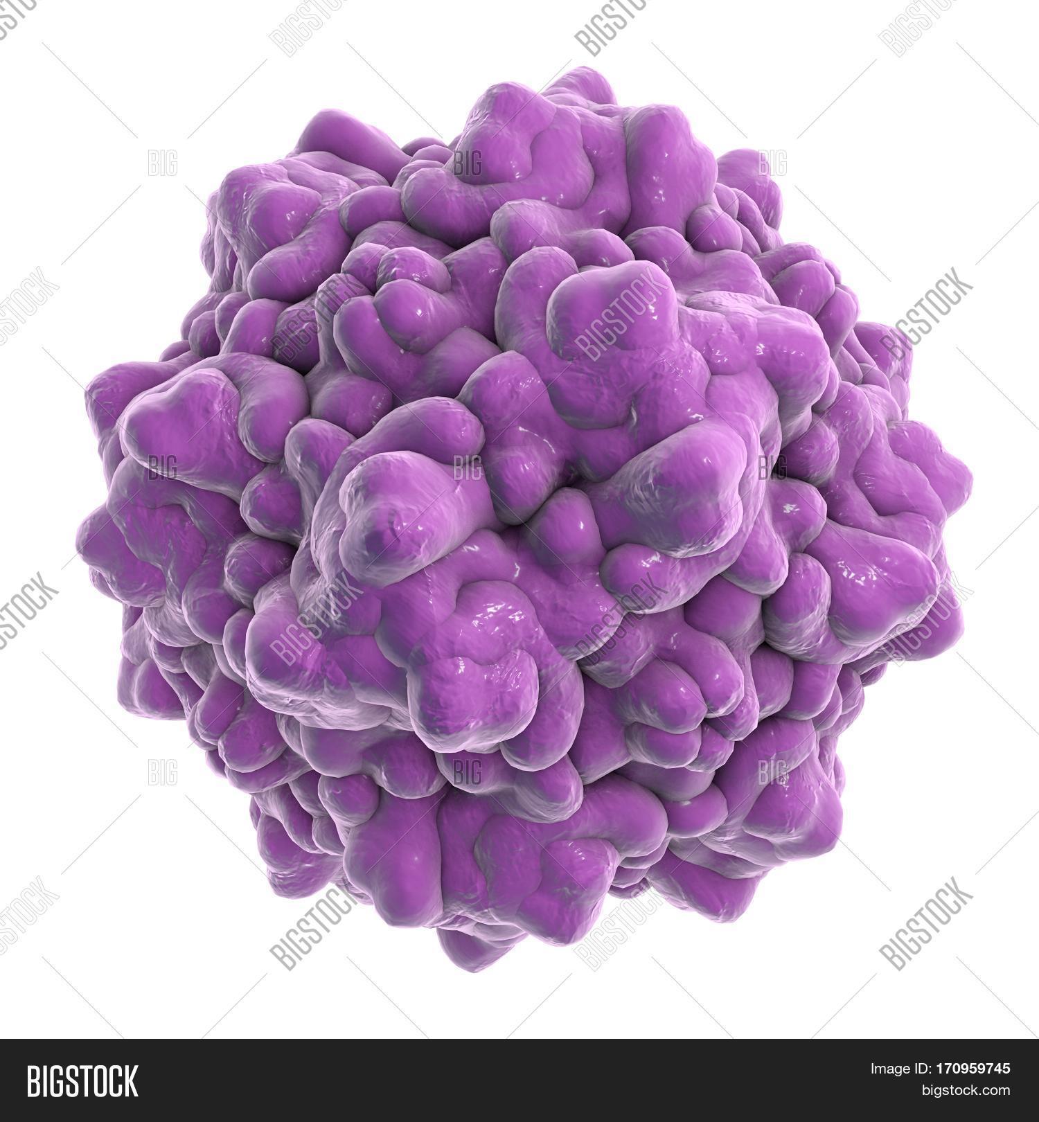 Parvovirus B19 Image & Photo (Free Trial) | Bigstock