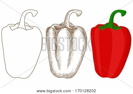 Pepper. Outline Vector & Photo (Free Trial) | Bigstock