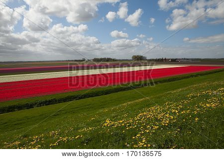 Spring Netherlands Image & Photo (Free Trial) | Bigstock
