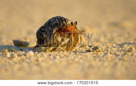 Alive Shell Animal Image & Photo (Free Trial) | Bigstock