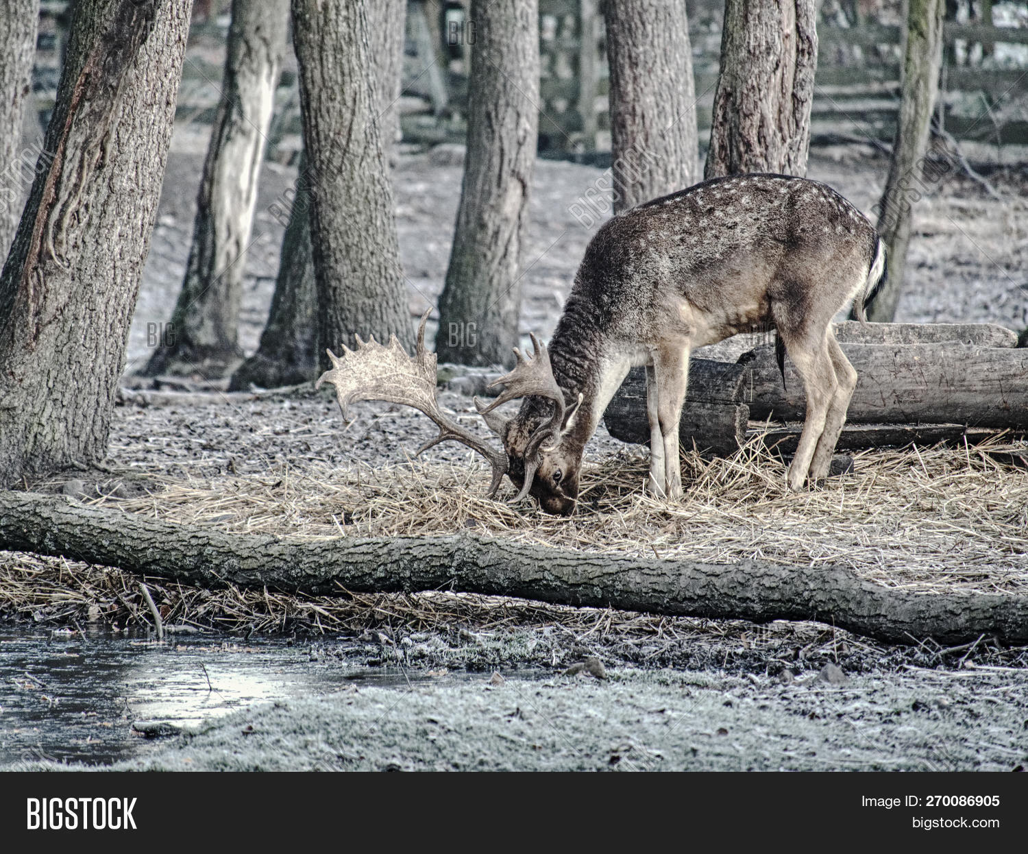 Fallow Deer Spotted Image & Photo (Free Trial) | Bigstock