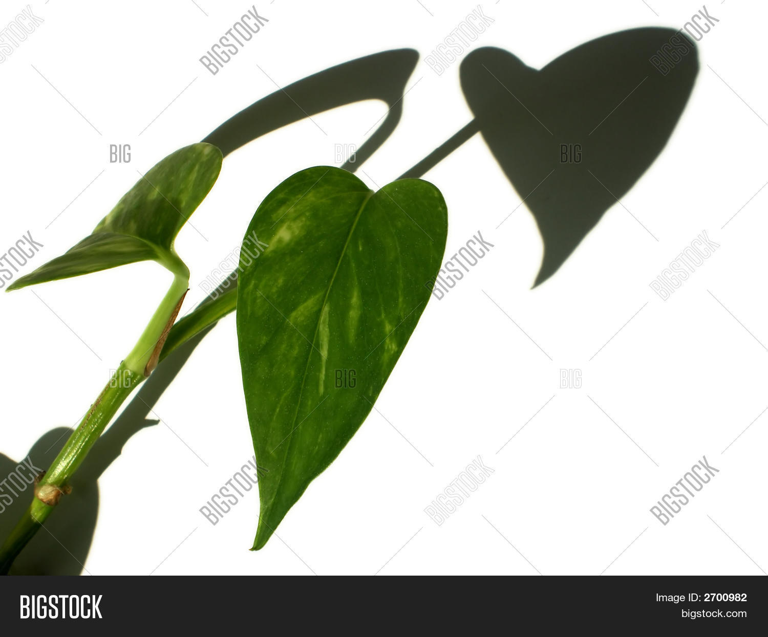 Heart Leaves Image & Photo (Free Trial) | Bigstock