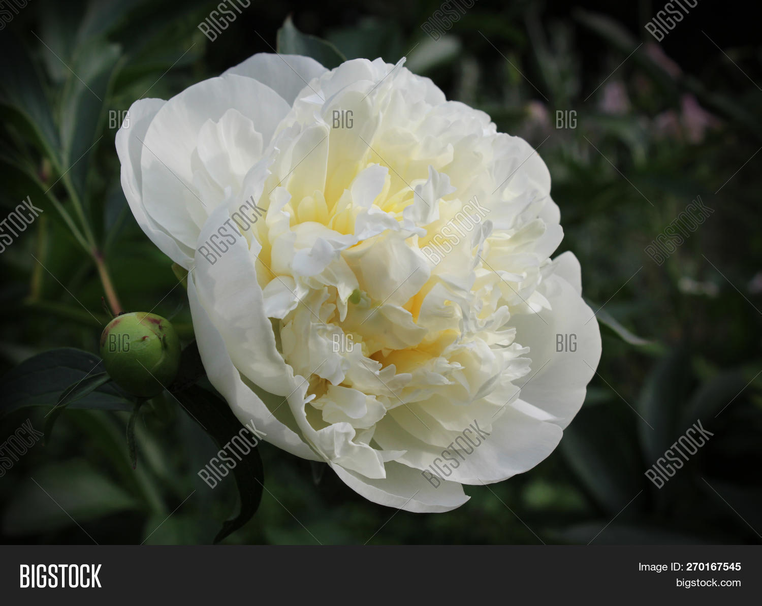 Single Beutiful Pure Image & Photo (Free Trial) | Bigstock