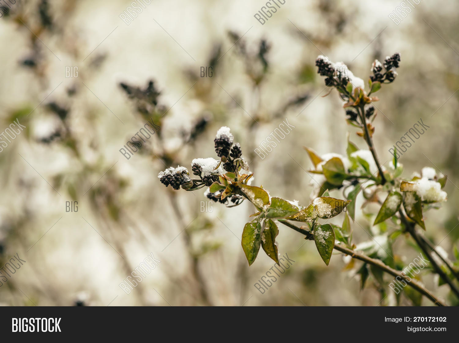 Snow-covered Bush Image & Photo (Free Trial) | Bigstock