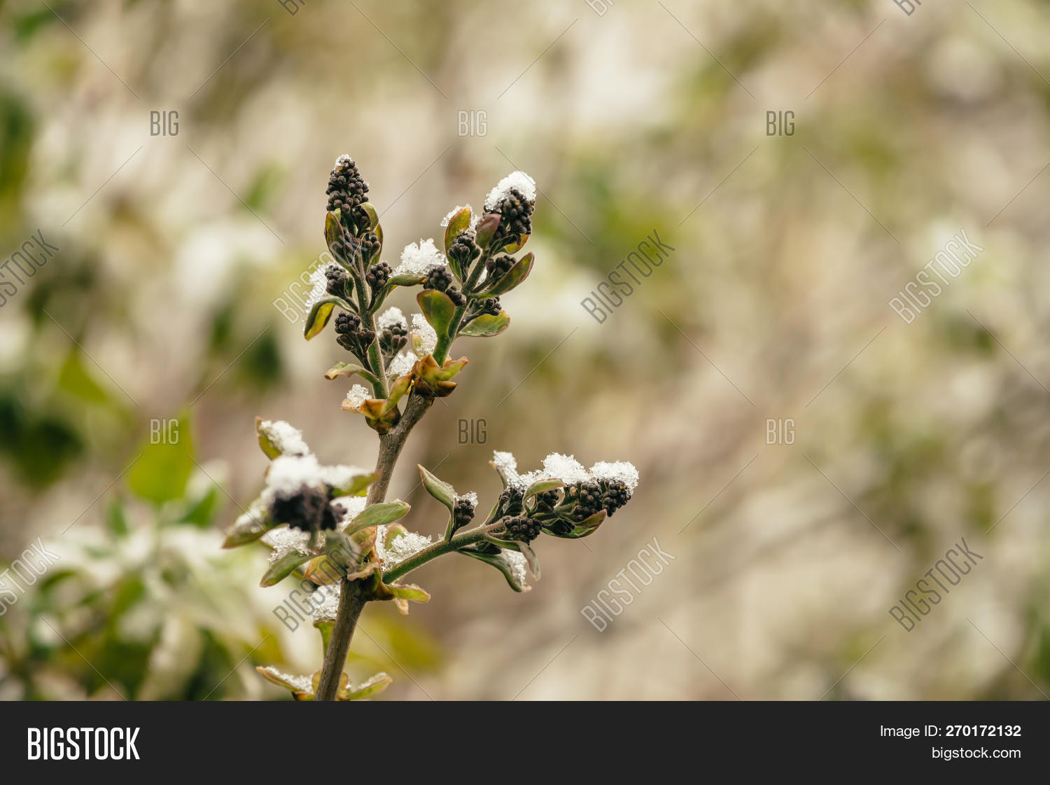 Snow-covered Bush Image & Photo (Free Trial) | Bigstock